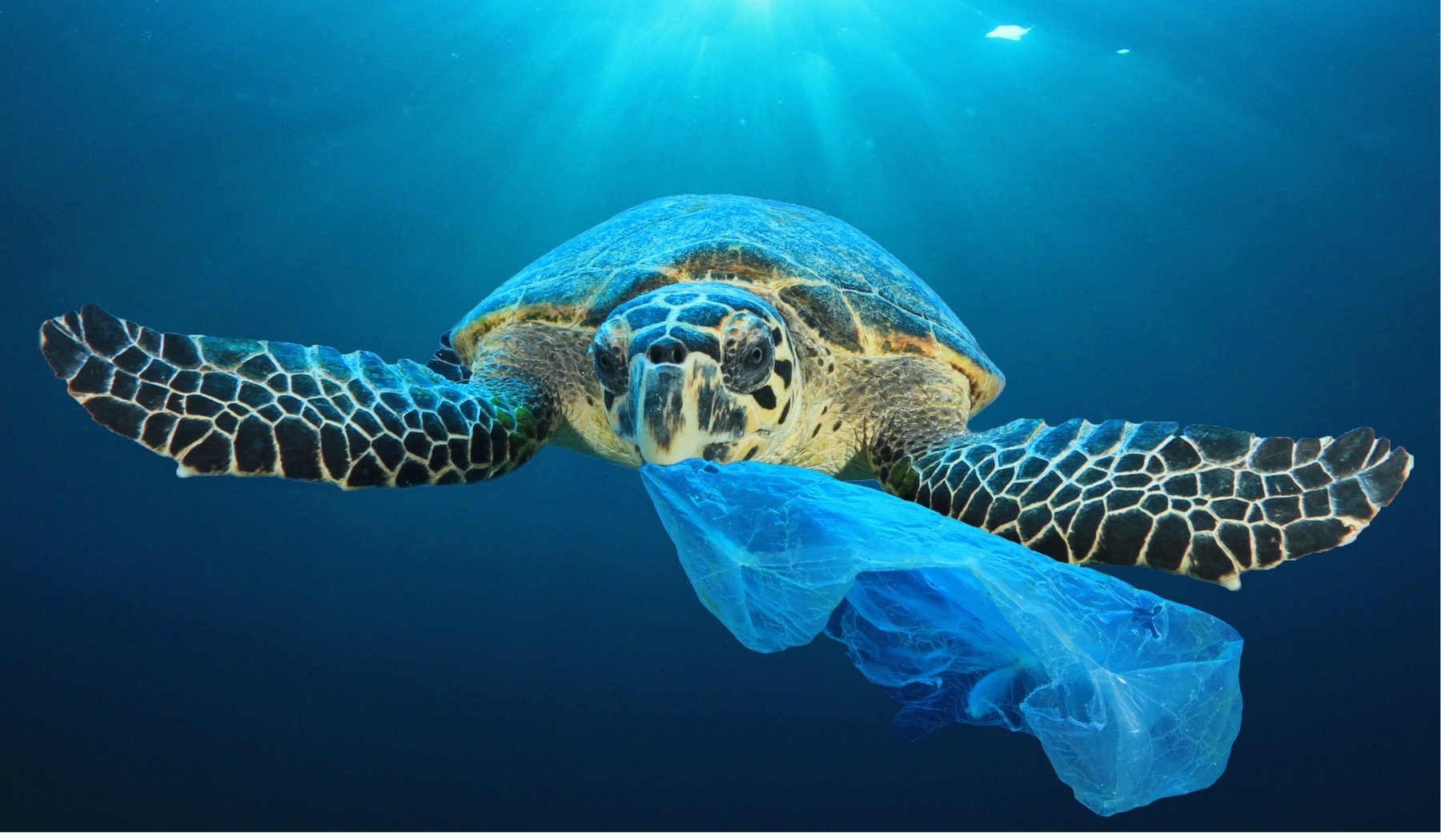 How are Plastics Harming Marine Ecosystems? | Utopia
